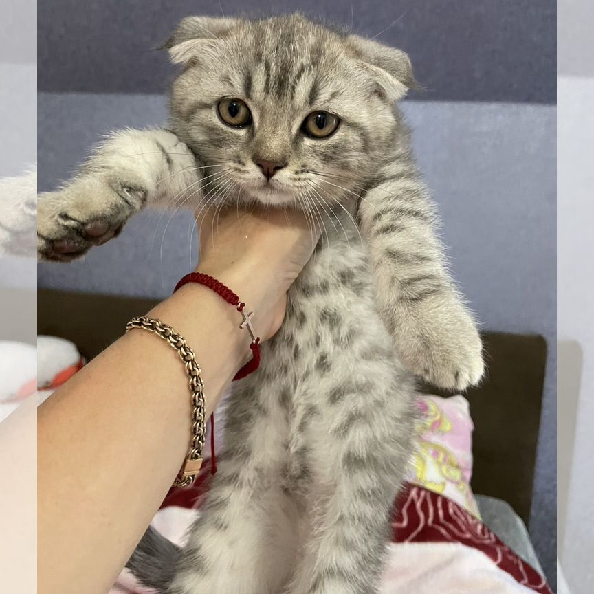 Британский короткошёрстный котёнок