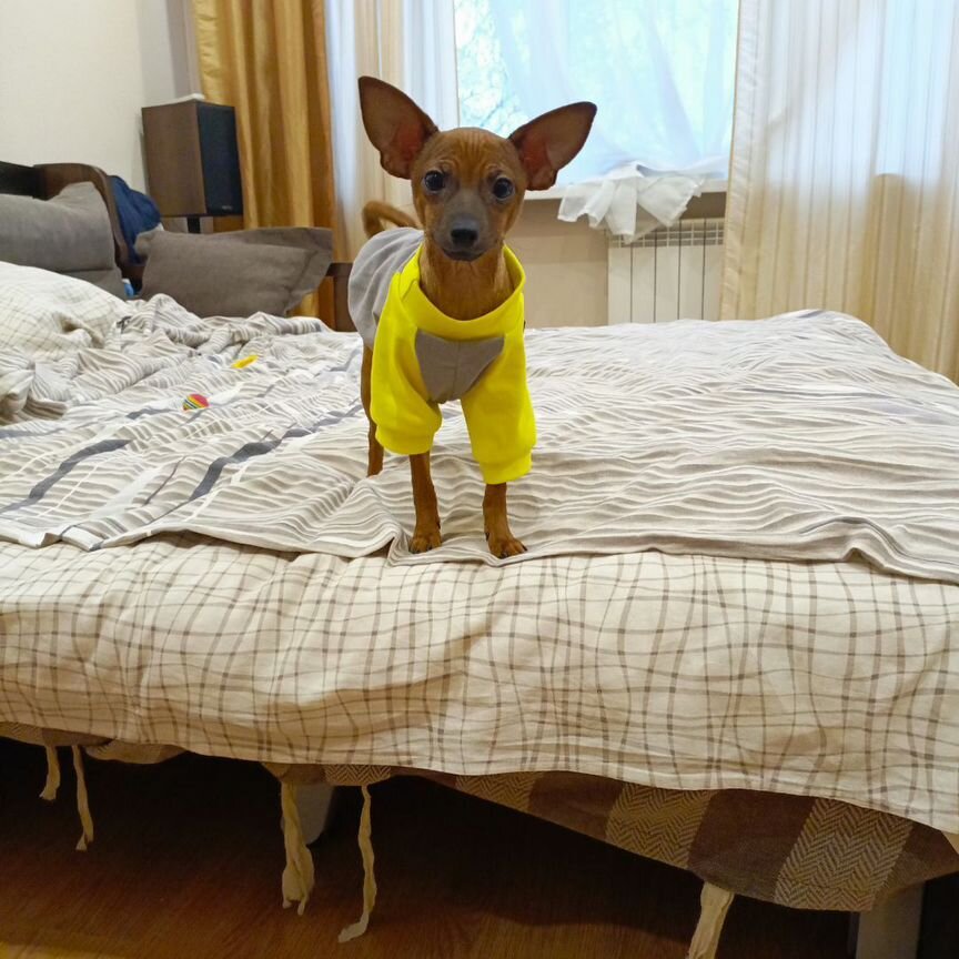 Щенок мини русский той терьер