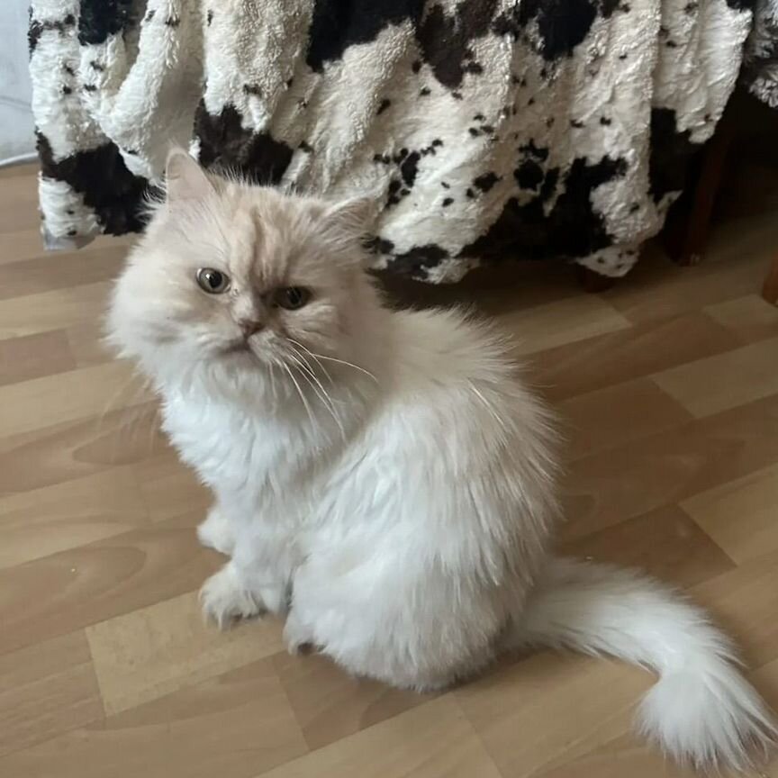 Взрослая кошка в добрые руки