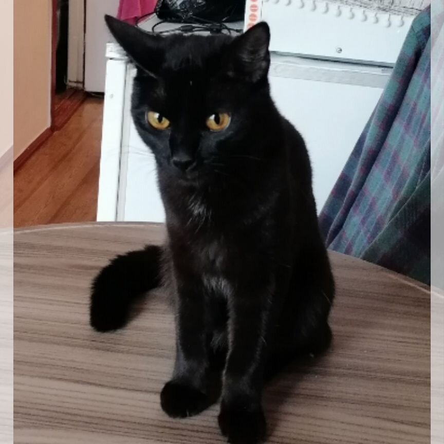 Взрослая кошка в добрые руки