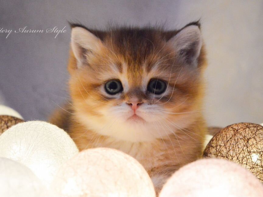 Прямоухий мальчик золотая шиншилла