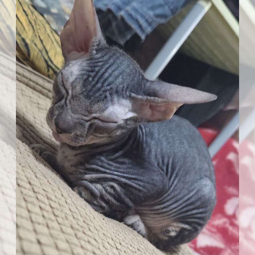 Канадский сфинкс котёнок