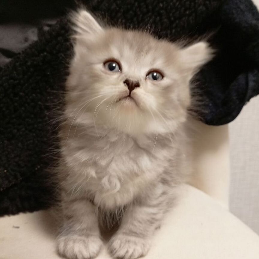 Котята Шотландская