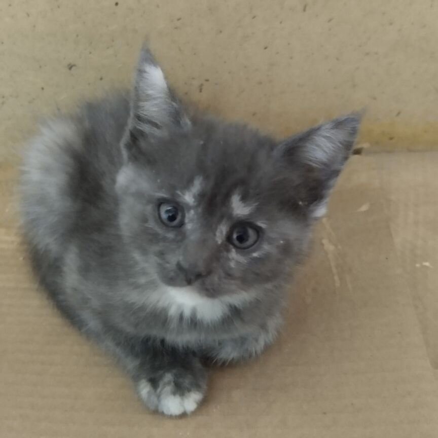 Пушистое счастье