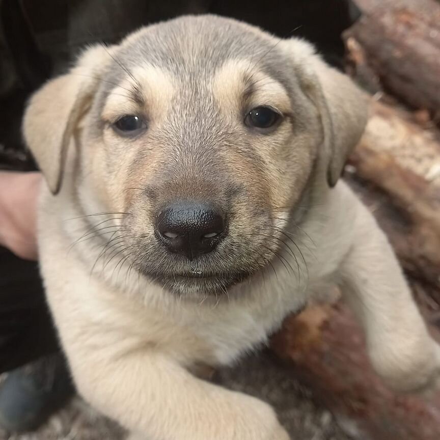 Щенок в добрые руки