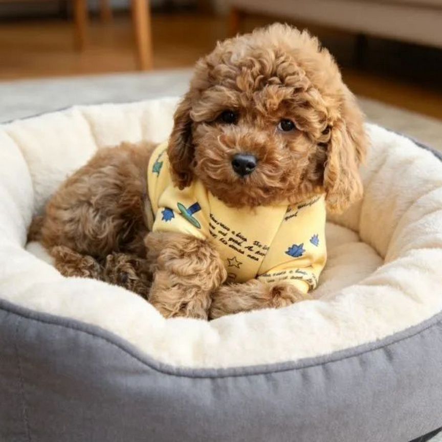 Той-пудель, щенок