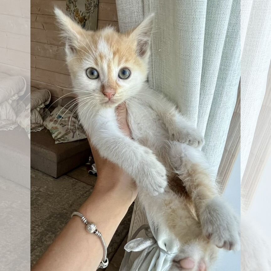 Котёнок в добрые руки