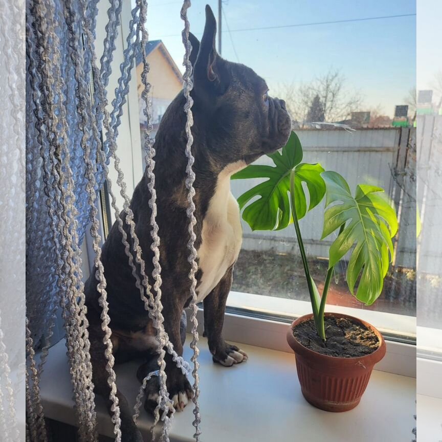 Французский бульдог, взрослый пёс