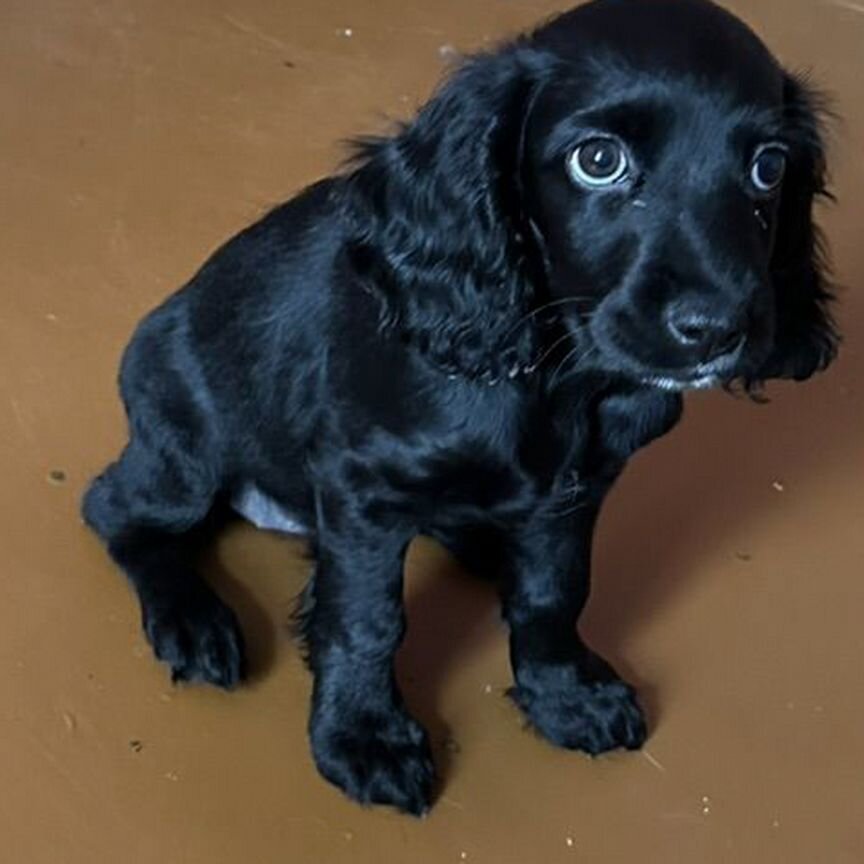 Англиский кокер спаниель