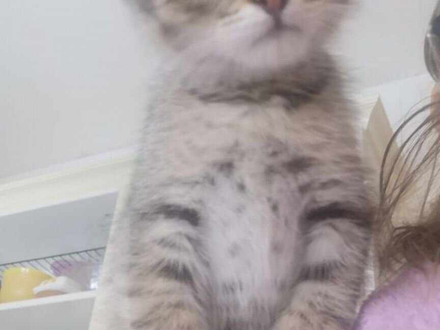 Котенок