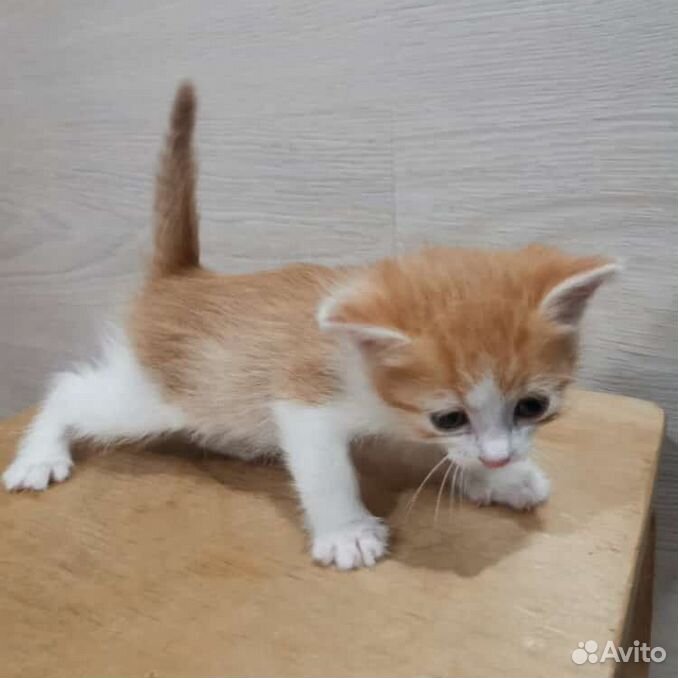 Котеночек 1 мес мальчик