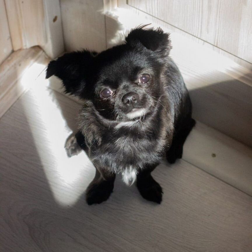 Отдам собаку в надежные руки