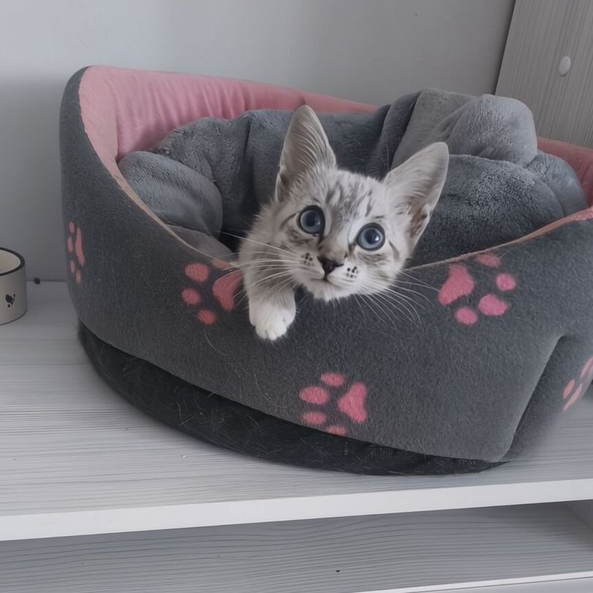 Котёнок в добрые руки