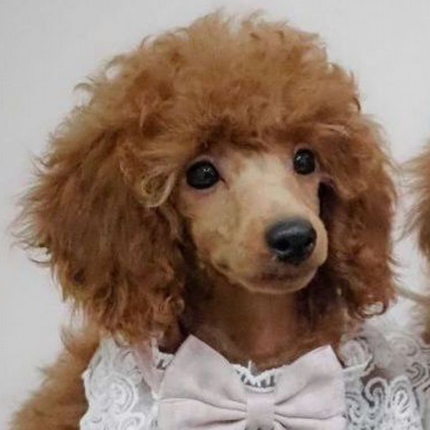 Той-пудель, щенок