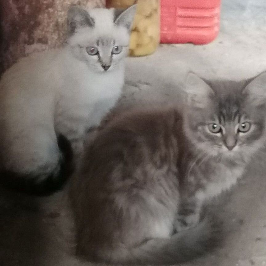 Котята в добрые руки бесплатно