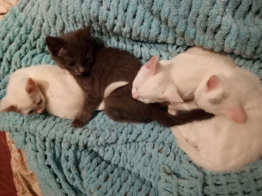 Котята в добрые руки