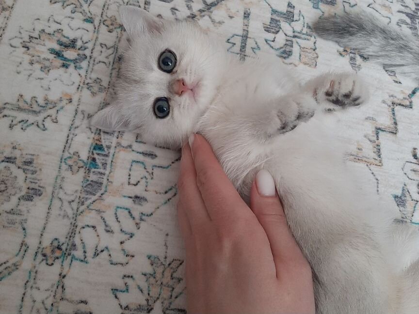 Британская серебристая шиншилла