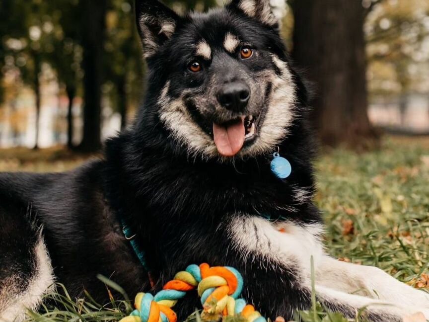 Собака в добрые руки