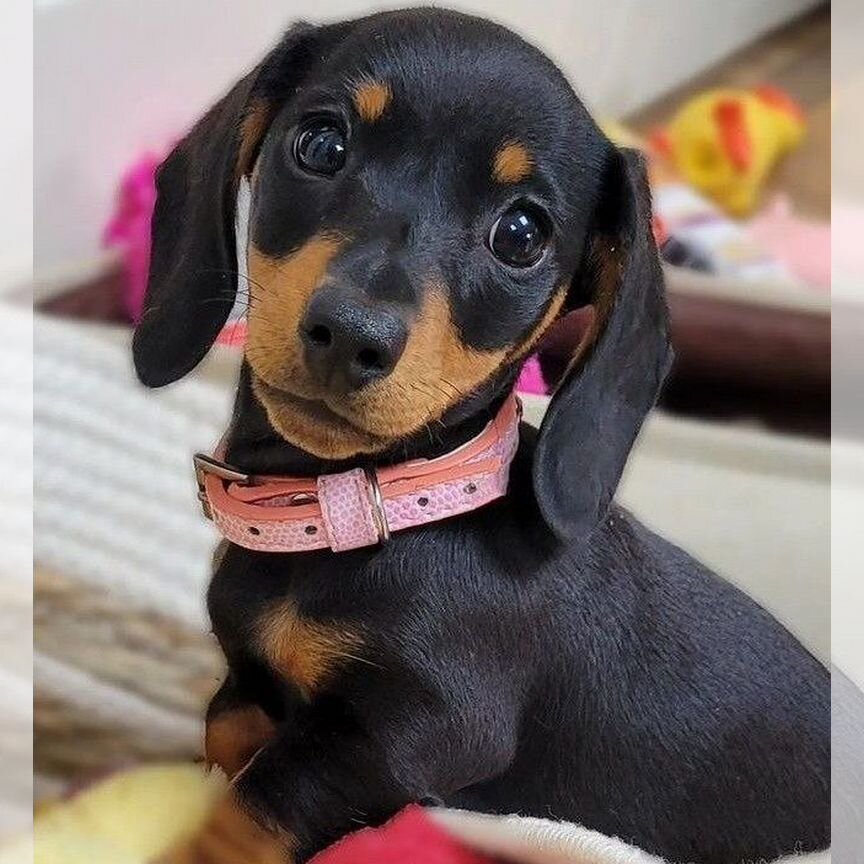 Карликовая такса, щенок