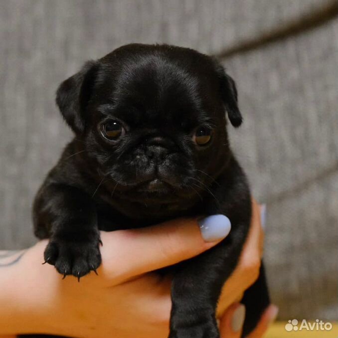 Щенки мопса (mini) с родословной