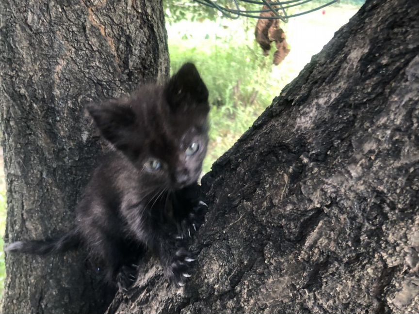 Черный котенок Жучок в добрые руки