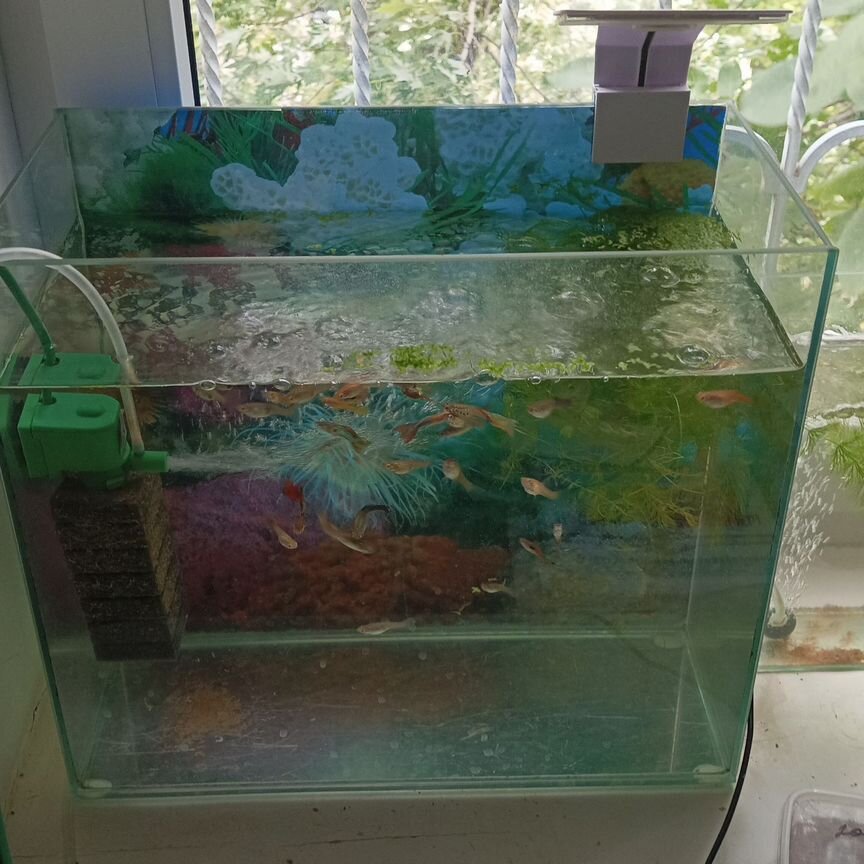 Аквариум с рыбками