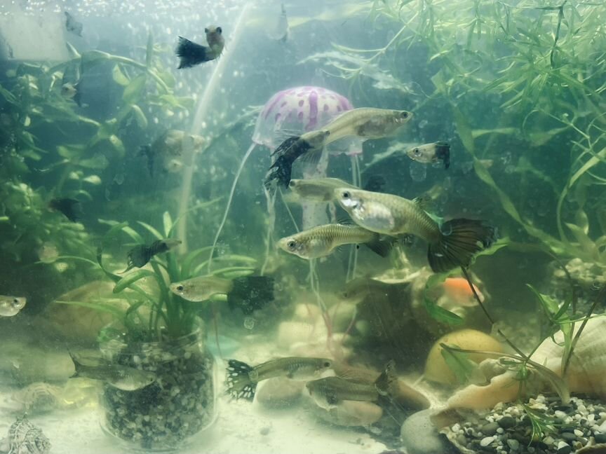 Аквариумные рыбы бесплатно