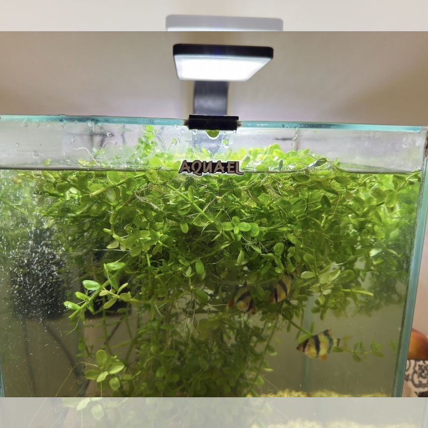 Водоросли для аквариума