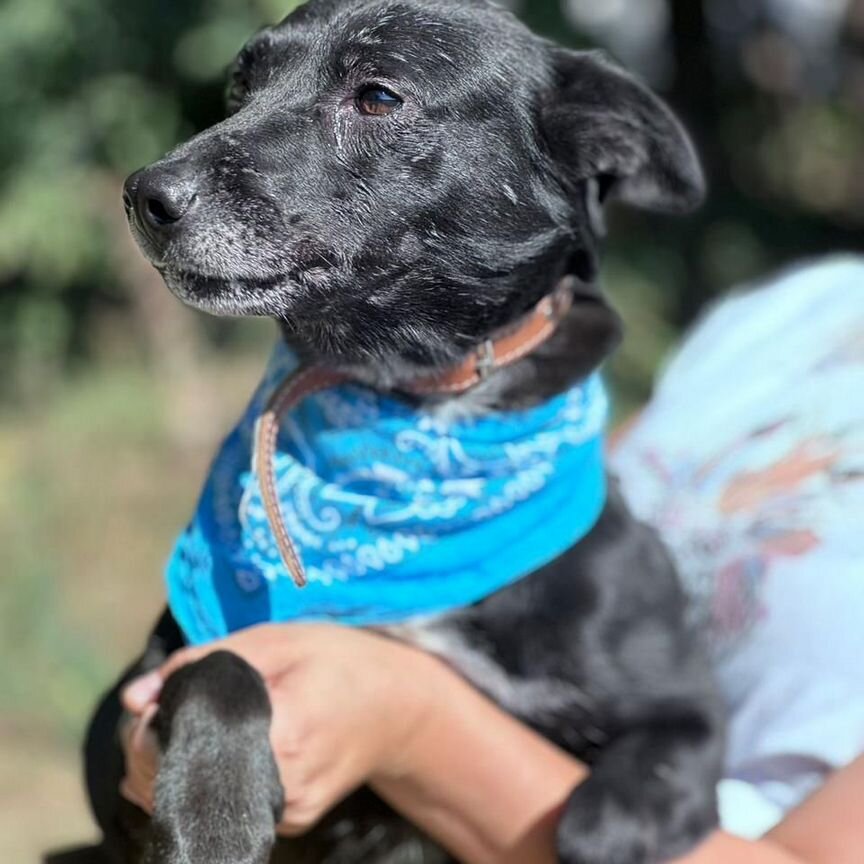 Ласковая Тучка, в добрые руки. Собака из приюта