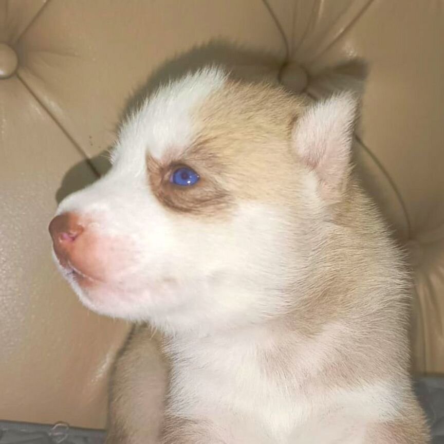 Щенки сибирской хаски мальчик