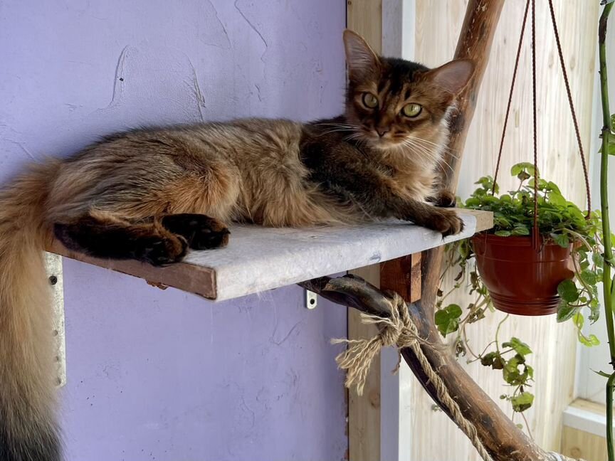 Сомалийская кошка