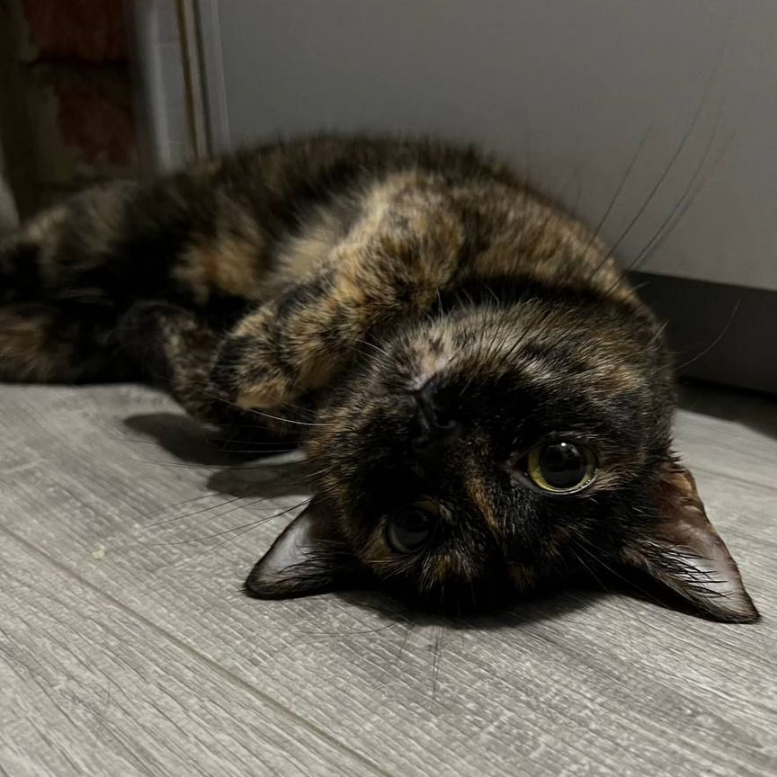 Кошки в добрые руки