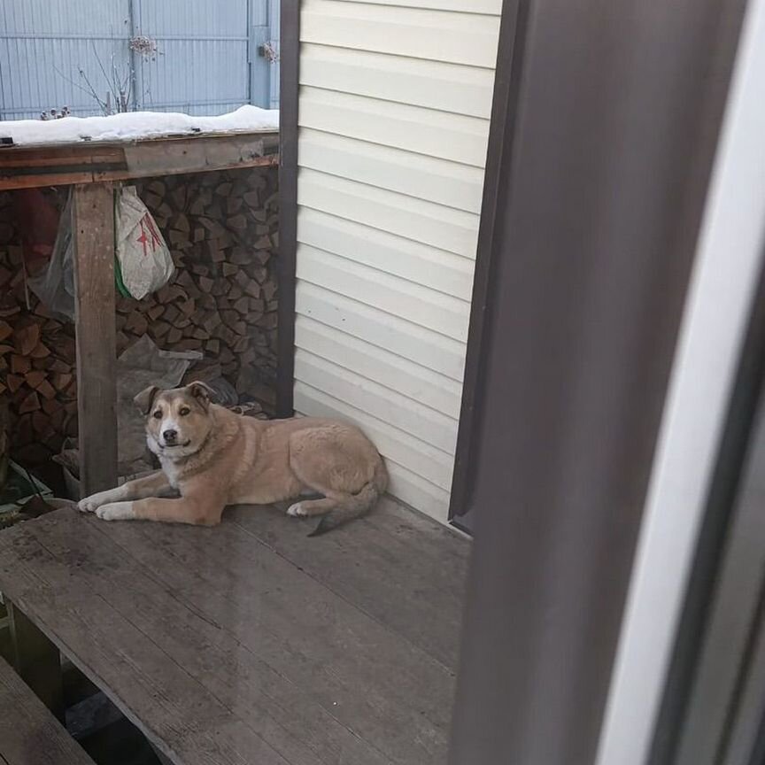 Щенка в хорошие руки