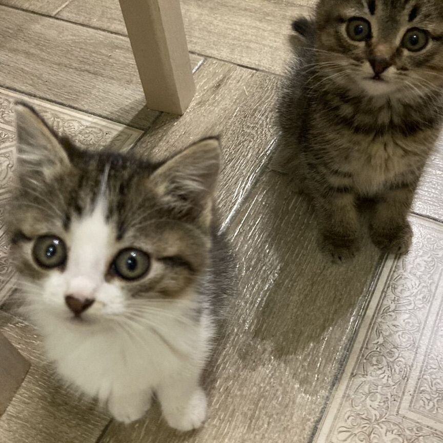 Котята смесь с шотланской