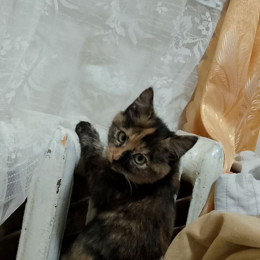 Отдам кошку в добрые руки