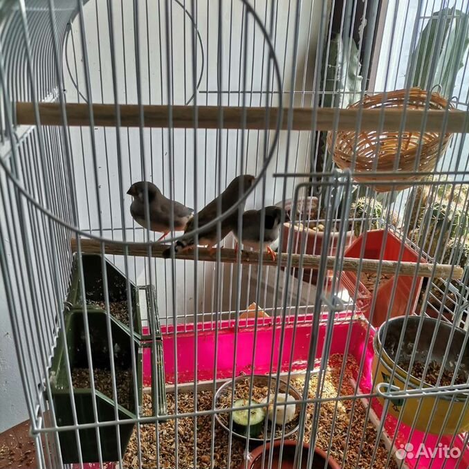 Зебровые амадины, 3 птенца