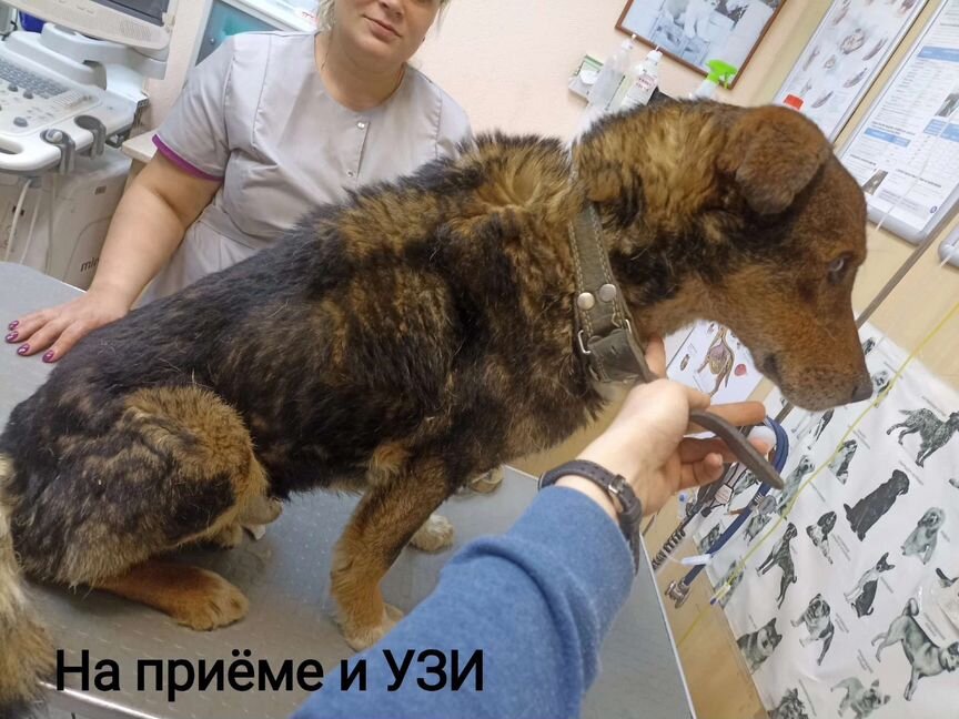 Собака в добрые руки