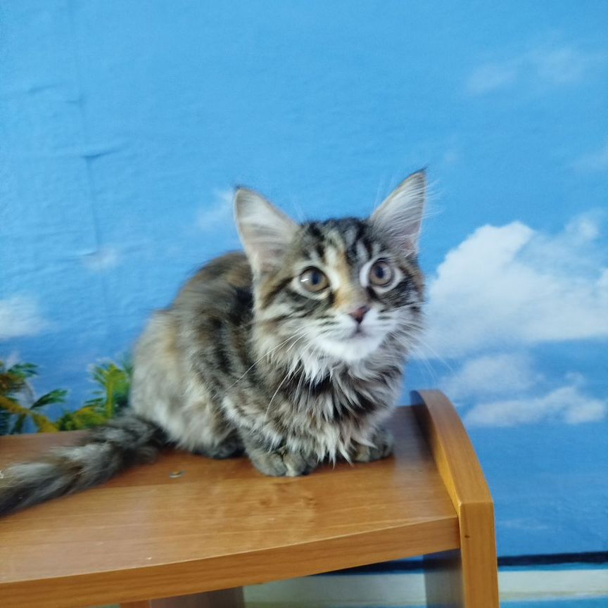 Котенок девочка в добрые руки