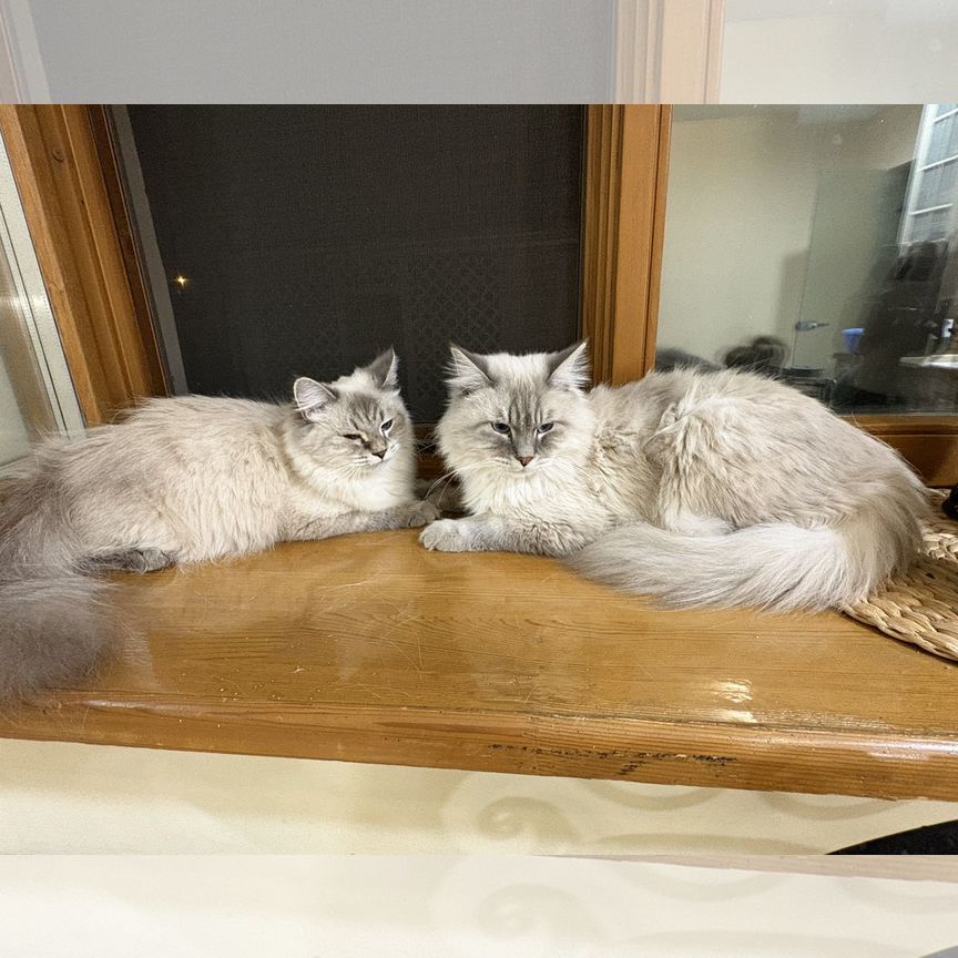 Невский маскарадный котёнок