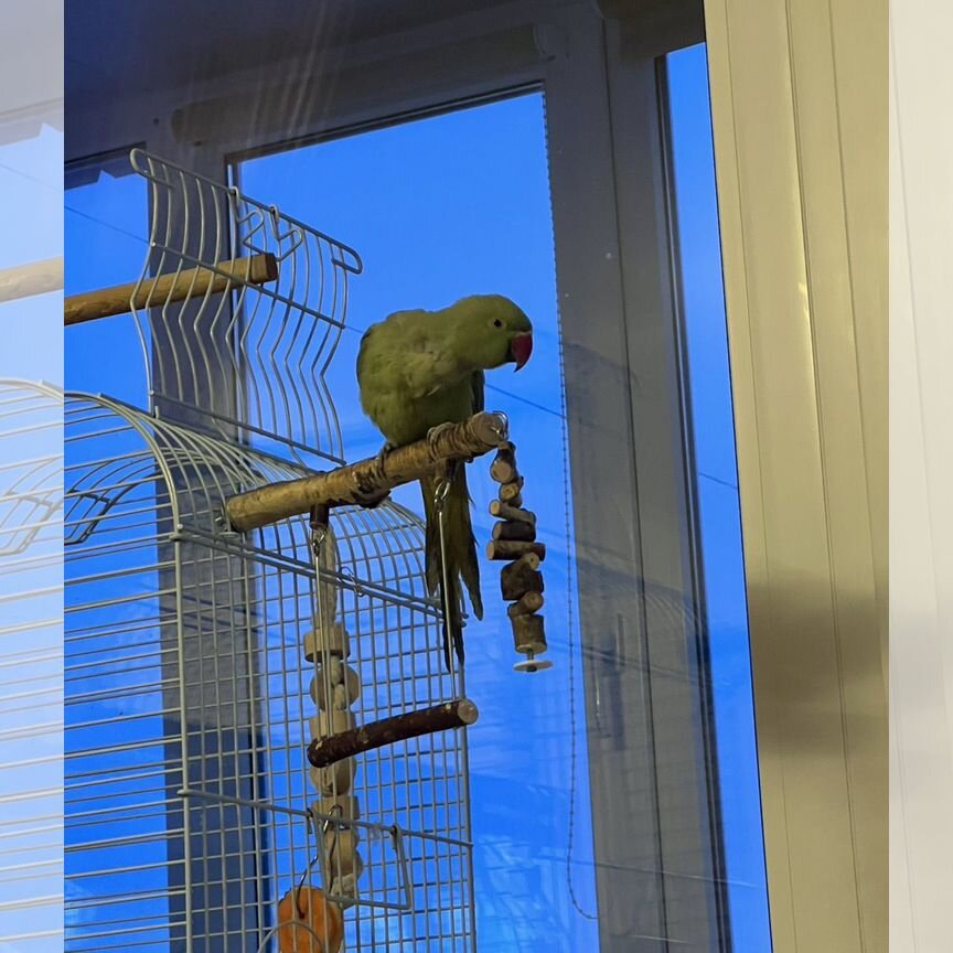 Ожереловый попугай