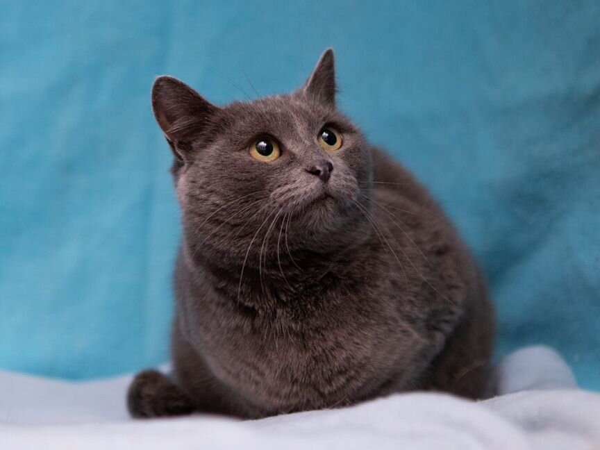 Кошка в дар