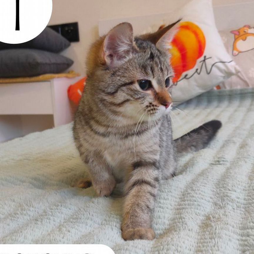 Котята 5 месяцев