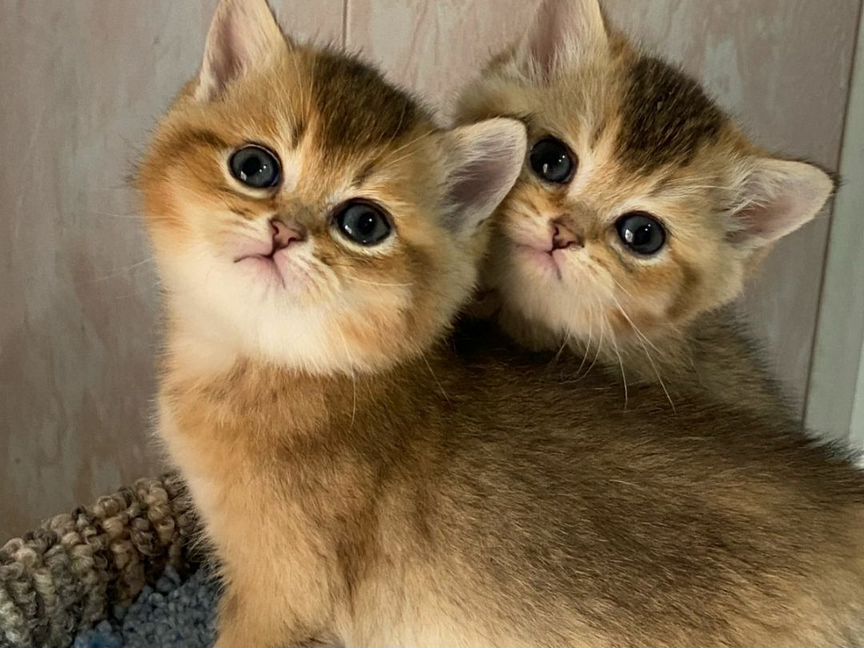 Котята золотая шиншилла