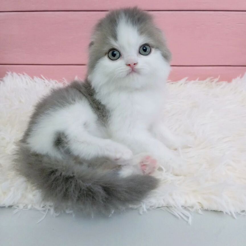 Вислоухий котик