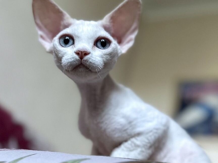 Невероятно роскошный котик Девон - Рекс