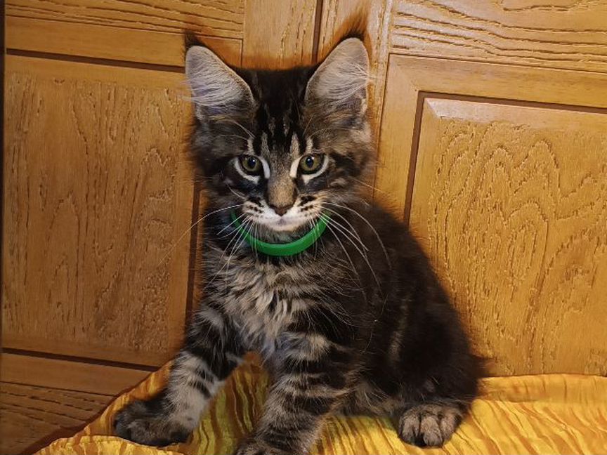 Котята мейкун