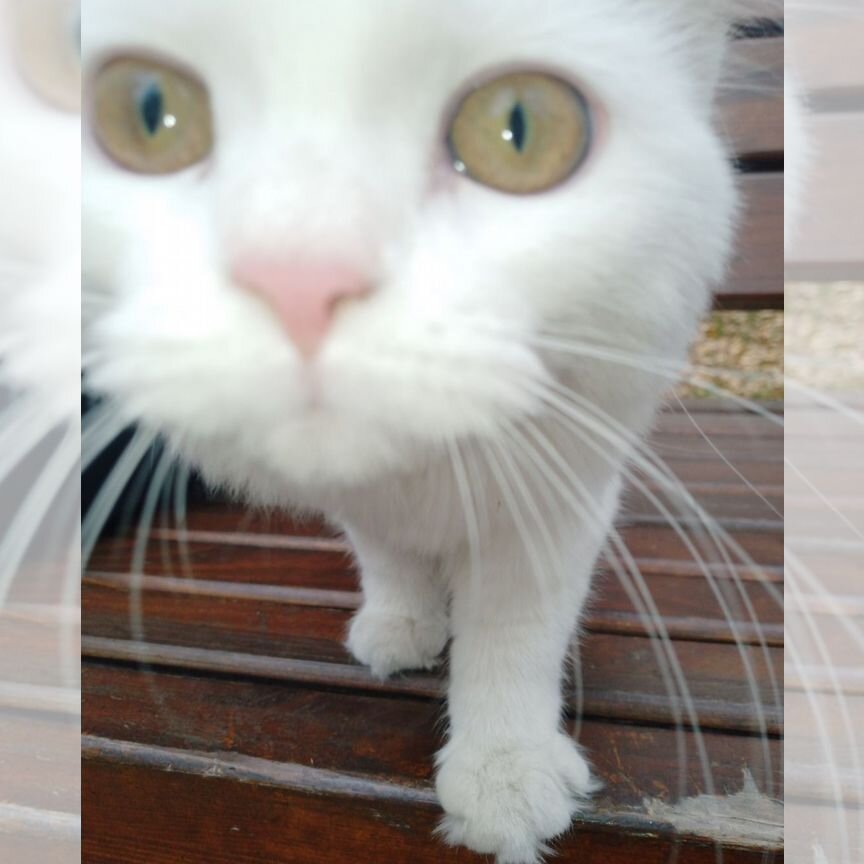 Отдам котенка в добрые руки, трехцветная