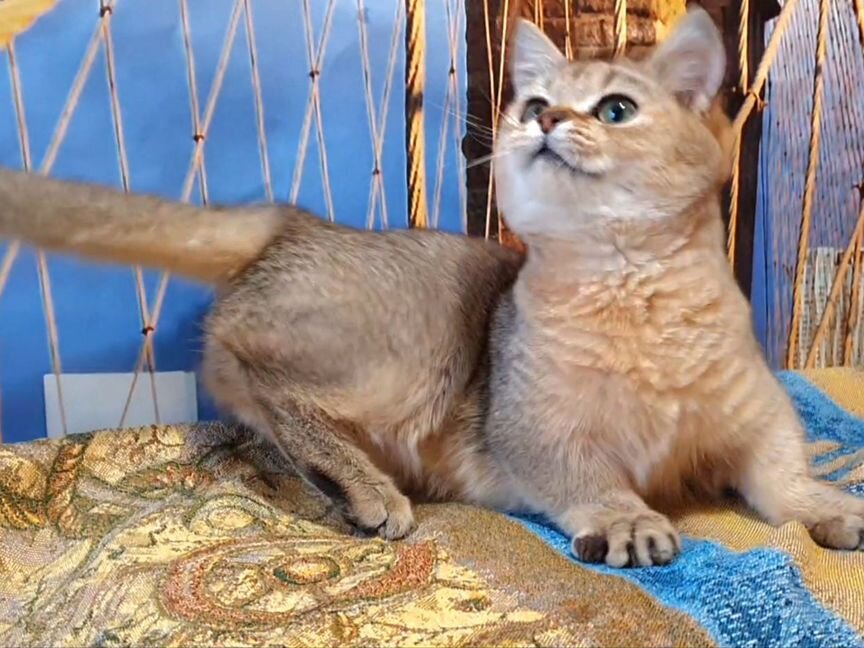 Котик манчкин килт