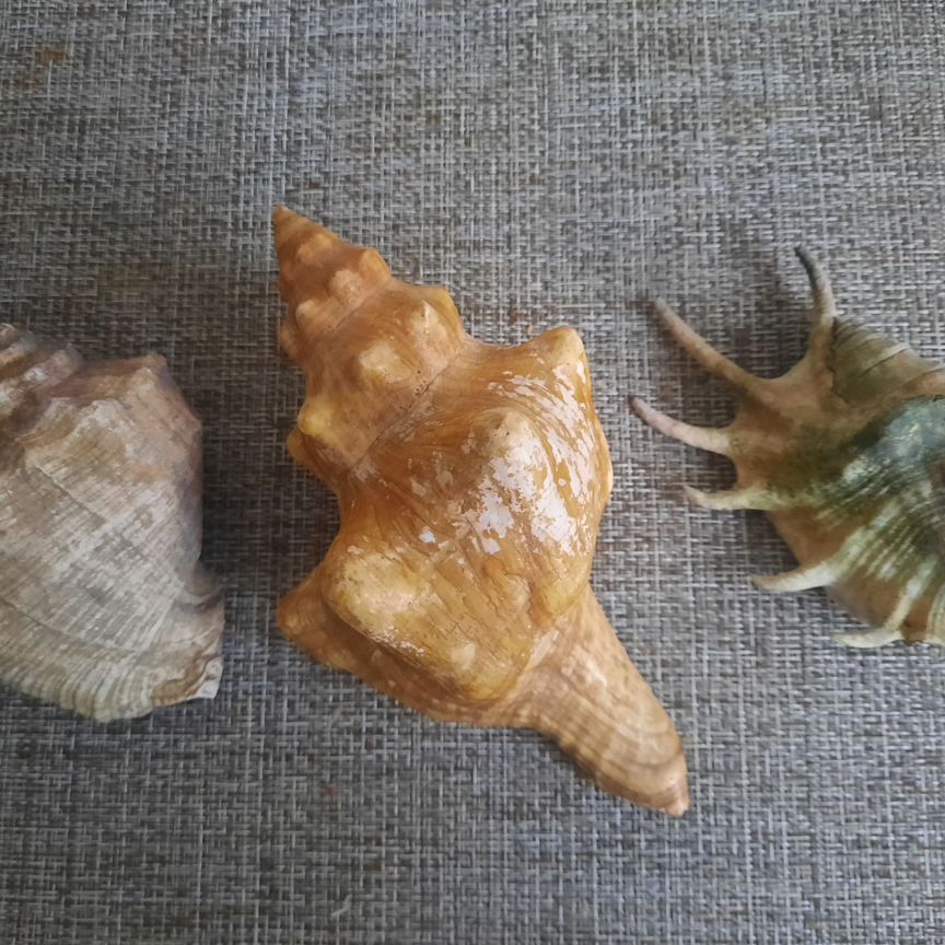 Ракушки для аквариума