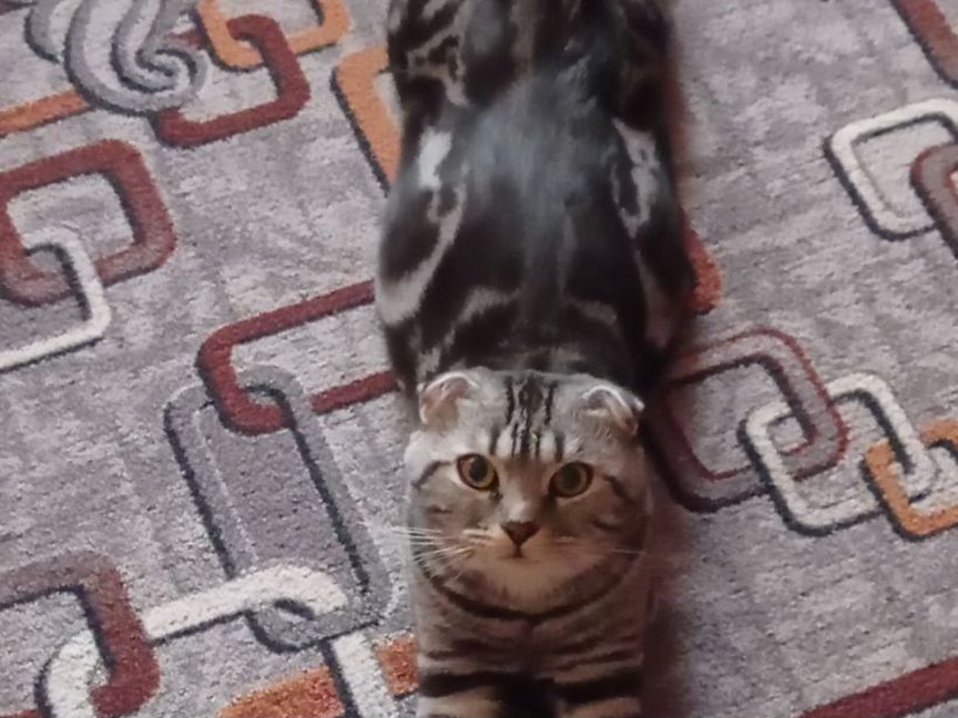 Кот для вязки
